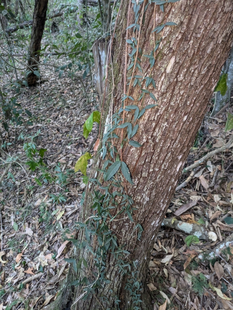 Catclaw vine from Muirlea QLD 4306, Australia on November 9, 2024 at 05 ...