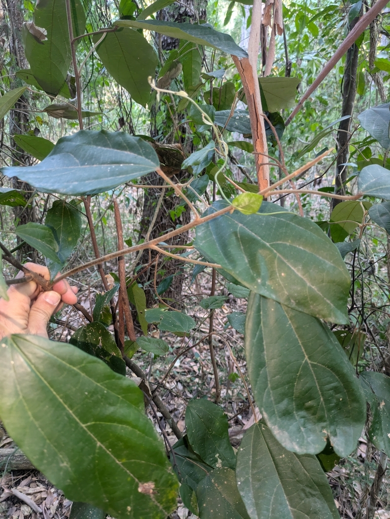 Kamala from Muirlea QLD 4306, Australia on November 9, 2024 at 04:44 PM ...