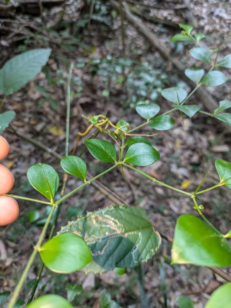 conkerberry from Muirlea QLD 4306, Australia on November 9, 2024 at 04: ...