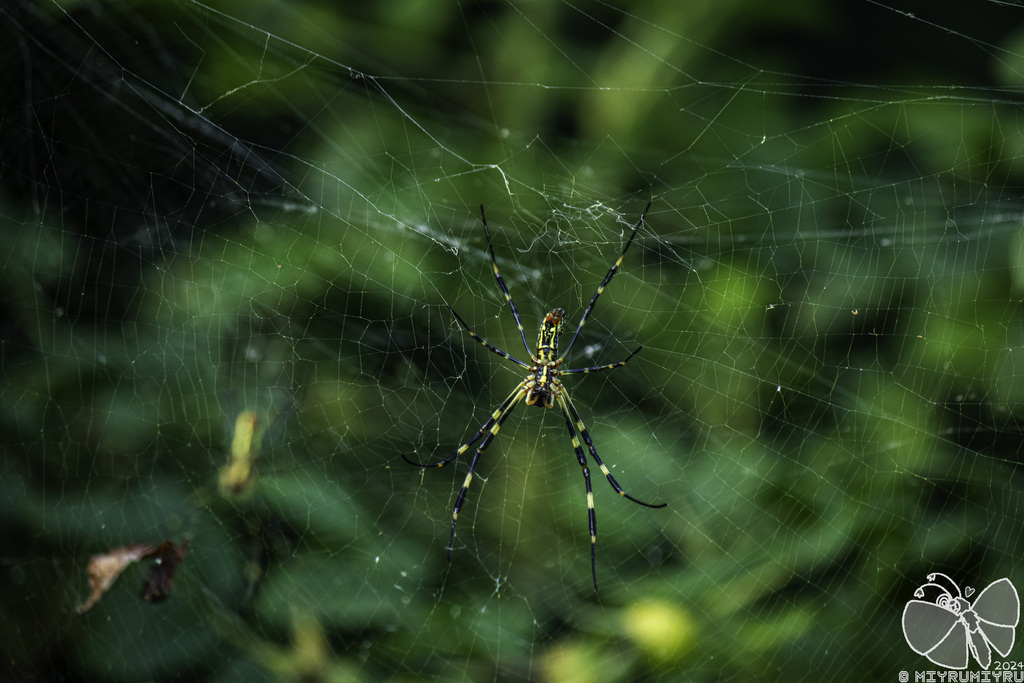 Joro Spider in August 2024 by Miyrumiyru. Cute spiders · iNaturalist
