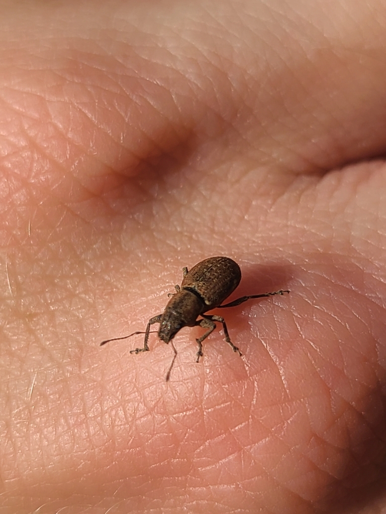 Fuller's rose weevil from Mooresville, NC, USA on November 09, 2024 at ...