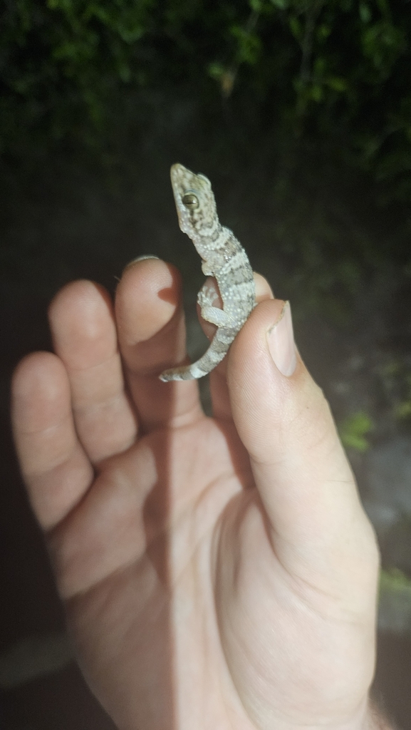 Puerto Rican Leaf-toed Gecko in November 2024 by Josh Addesi · iNaturalist