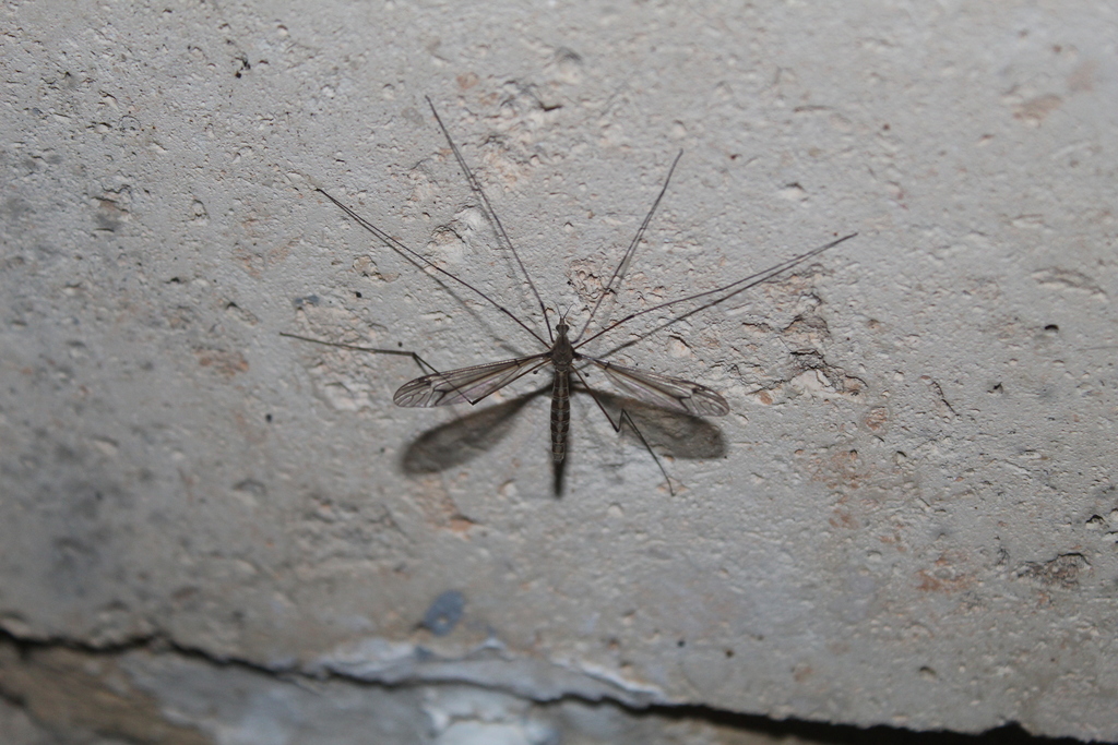 Tipula lateralis from Crete, Greece on July 9, 2019 by Johannes Evans ...