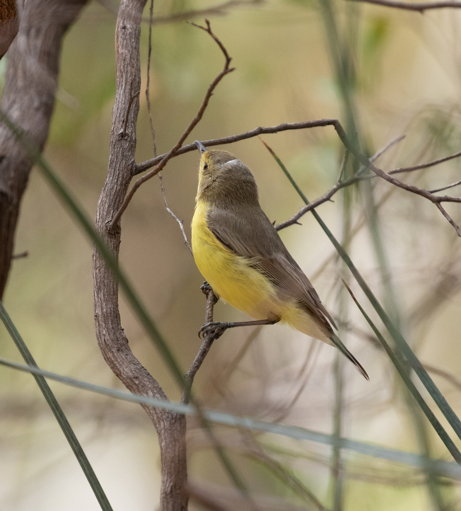 White-throated Gerygone from Woodforde SA 5072, Australia on March 19 ...
