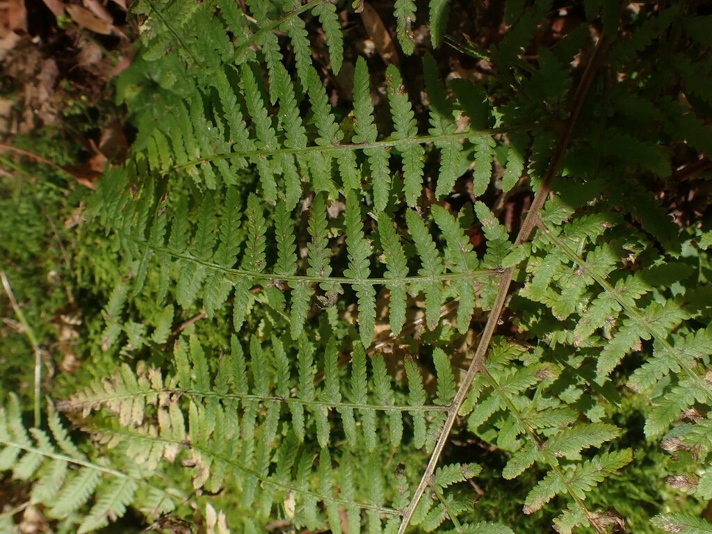 northern lady fern from Groton, VT, USA on October 4, 2024 at 11:46 AM ...
