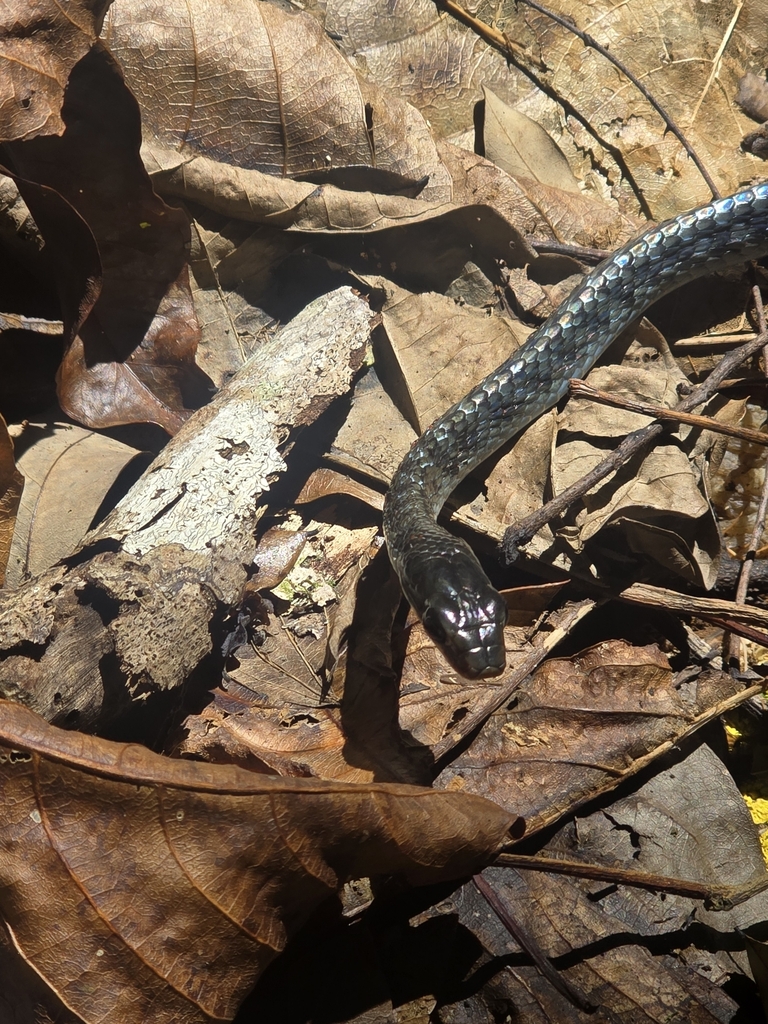 Palau Tree Snake from Palau on November 10, 2024 at 11:16 AM by Matt ...