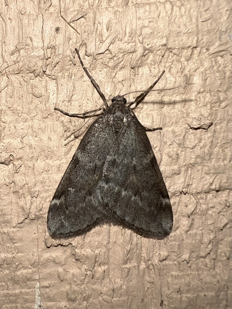 Fall Cankerworm Moth in November 2024 by Kyle Klotz · iNaturalist