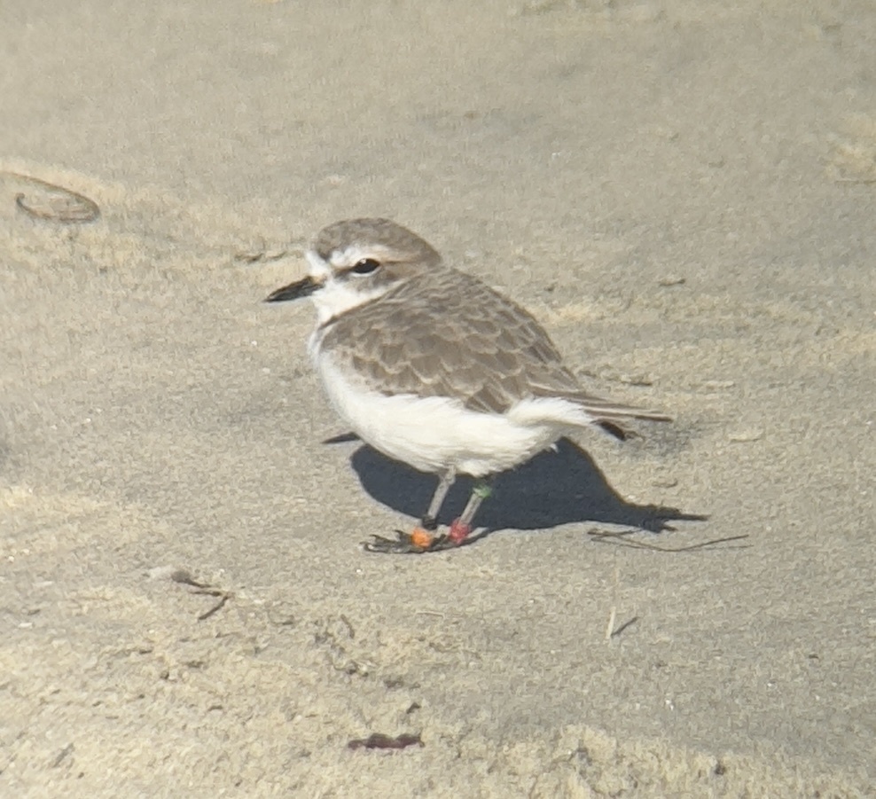 Snowy Plover from Silver Strand State Beach, Coronado, CA, US on ...