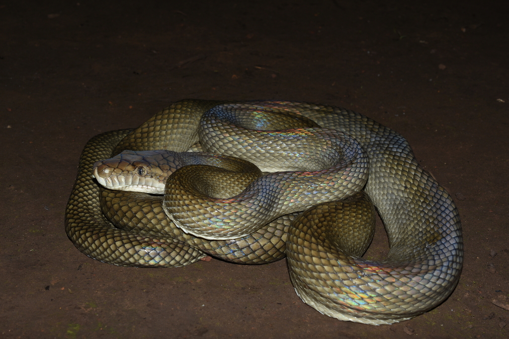 Amethyst Python from Merauke Regency, Papua, Indonesia on July 03, 2024 at 02:25 AM by Daniyan ...
