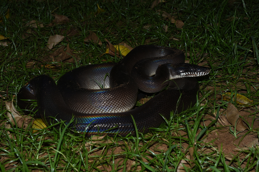 Southern White-lipped Python in July 2024 by Daniyan Aulia Rahman ...