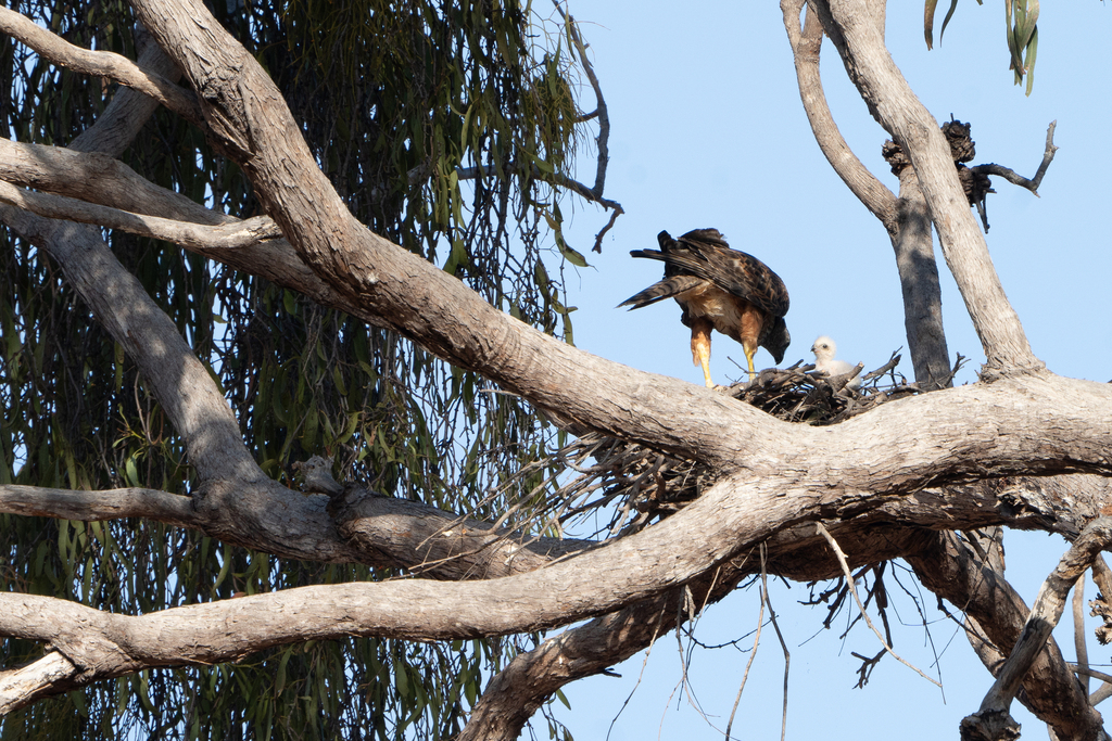 Red Goshawk in September 2024 by stuvwx · iNaturalist