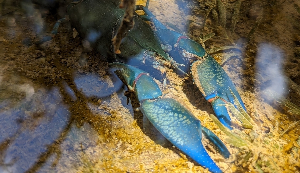 Cherax from Mount Whitestone QLD 4347, Australia on January 23, 2023 at ...