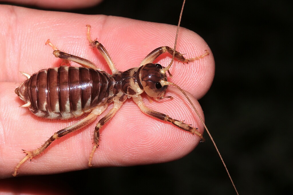 Sand Crickets from Khomas, Namibia on February 25, 2023 at 11:38 PM by ...