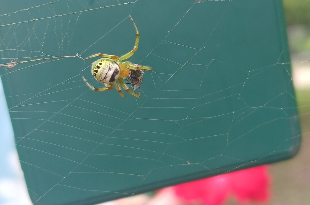 Bum-eyed Spider from Buffalo City Metropolitan Municipality, South ...