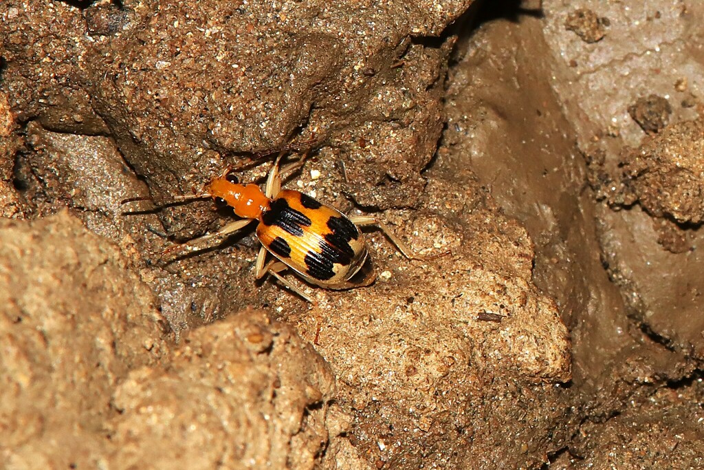Brachinus nobilis from Khomas, Namibia on February 26, 2023 at 12:05 AM ...