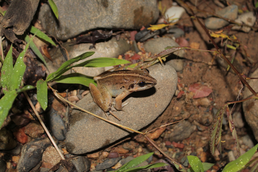 Lesser Swamp Frog in November 2024 by Ferdian Wira Pratama · iNaturalist