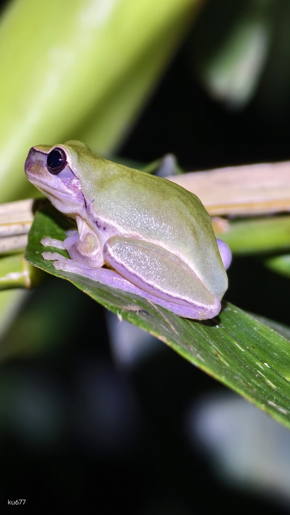 Common Chinese Tree Frog from Yulin, TW-TA, TW on November 10, 2024 at ...