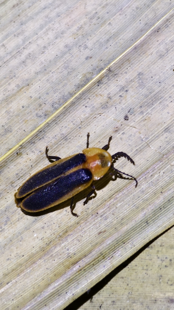 Rimmed Window Firefly from Yulin, TW-TA, TW on November 10, 2024 at 06: ...