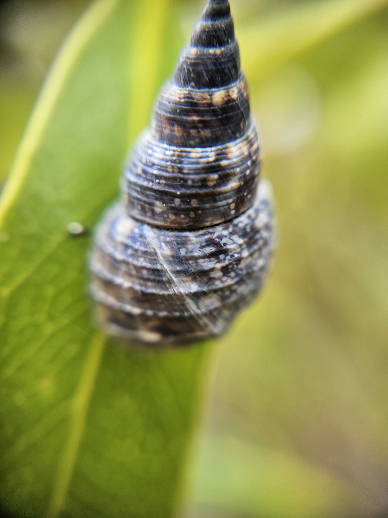 Periwinkle Snails and Allies from Nudgee Beach on November 8, 2024 at ...