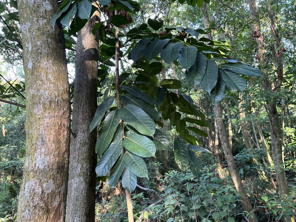 Canarium subulatum from 臺灣島, 芬園鄉, 彰化縣, TW on November 9, 2024 at 03:32 ...