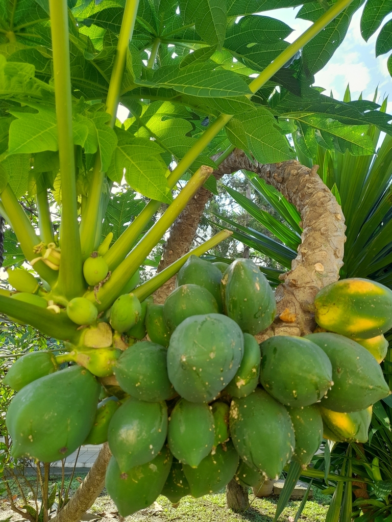 Papaya from CCPQ+Q76, Libreville, Gabon on November 10, 2024 at 03:55 ...