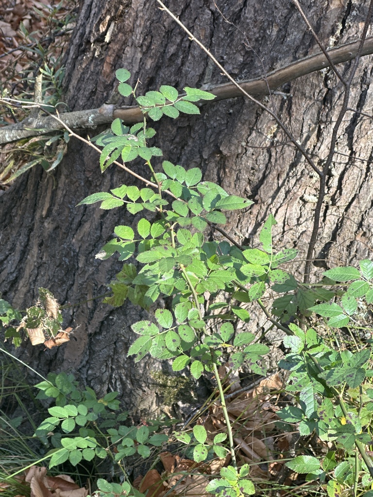 multiflora rose from State St, Amherst, MA, US on November 10, 2024 at ...