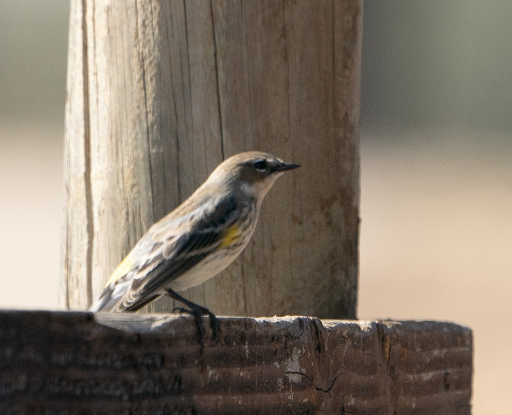 Yellow-rumped Warbler from San Joaquin County, CA, USA on November 9 ...