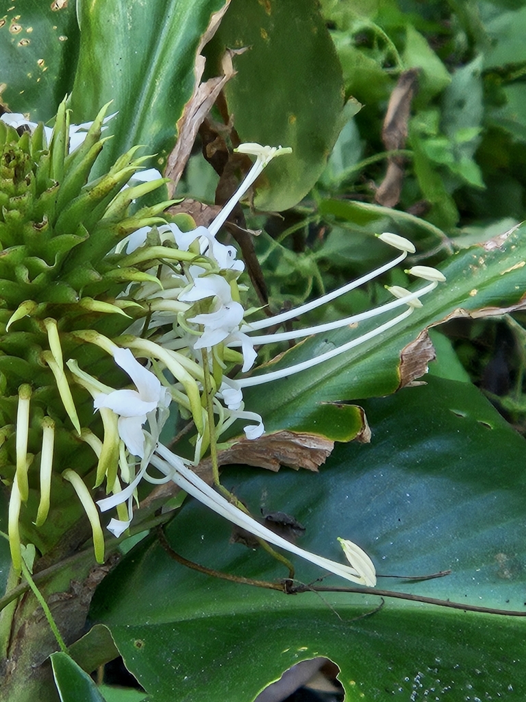 Hedychium thyrsiforme from Gojaldoba Tea Garden, West Bengal 735234 ...