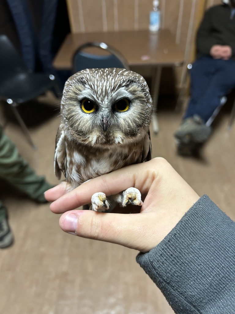 Northern Saw-whet Owl in November 2024 by Sarah Heckman · iNaturalist