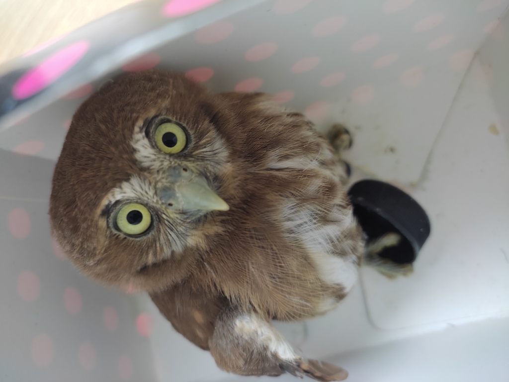 Peruvian Pygmy-Owl from V3C9+6C3, Guayaquil, Ecuador on November 7 ...