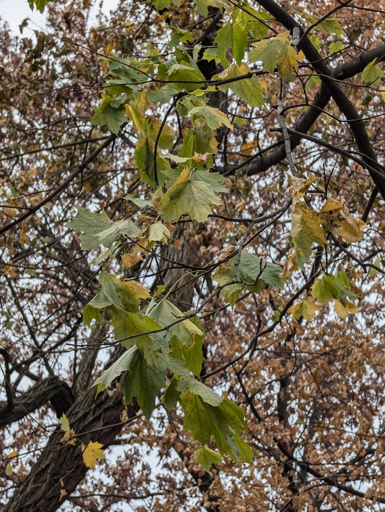 sugar maple from Central PK w/w 108 St, New York, NY 10025, USA on ...