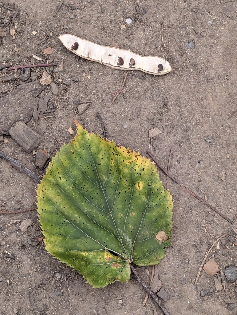 paper birch from Central PK w/w 108 St, New York, NY 10025, USA on ...