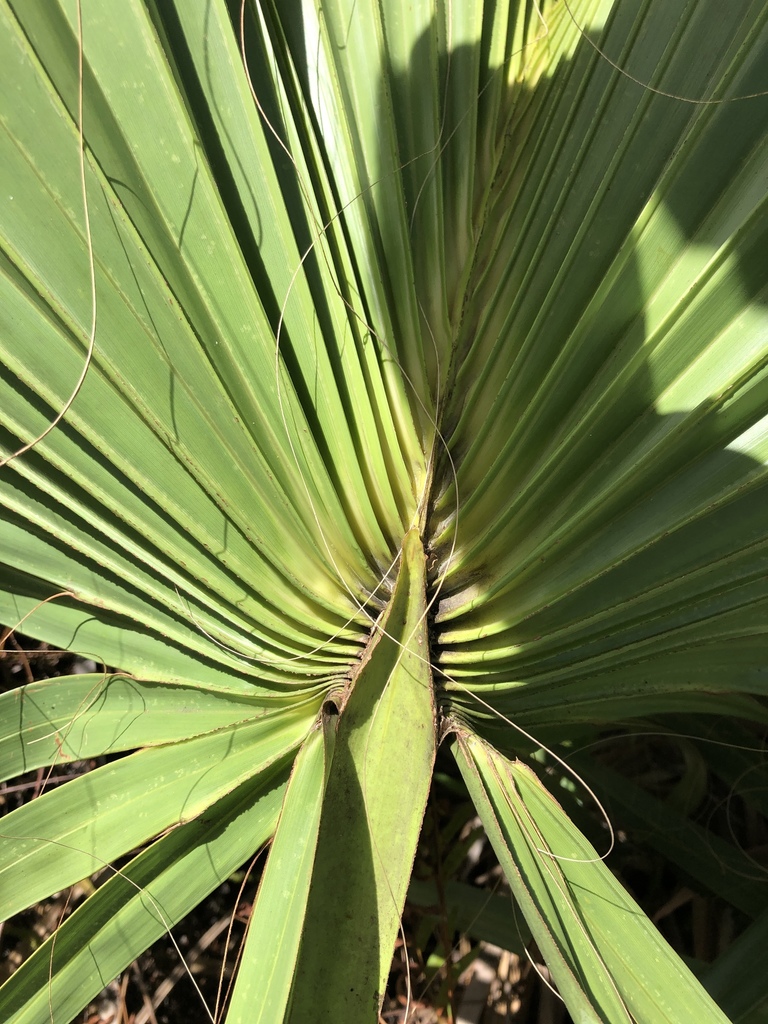 cabbage palmetto from 33408, Juno Beach, FL, US on July 14, 2019 at 03: ...
