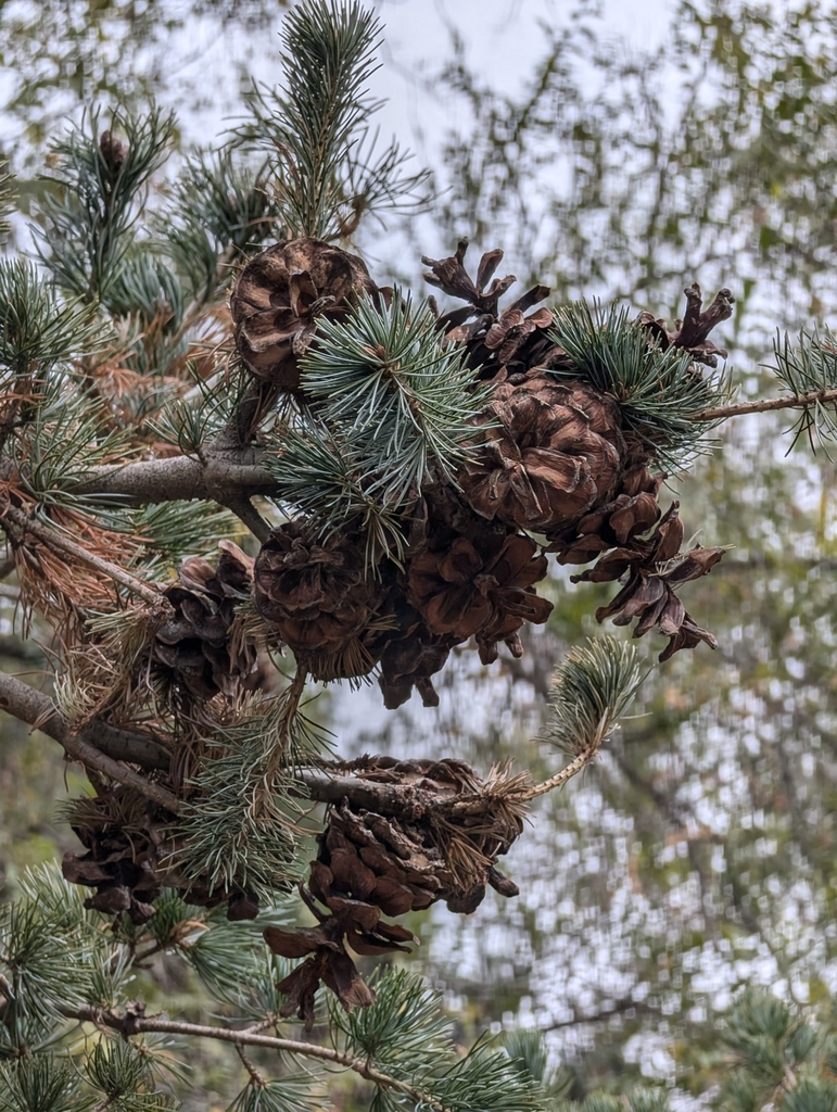 Japanese white pine from New York, NY 10024, USA on November 10, 2024 ...