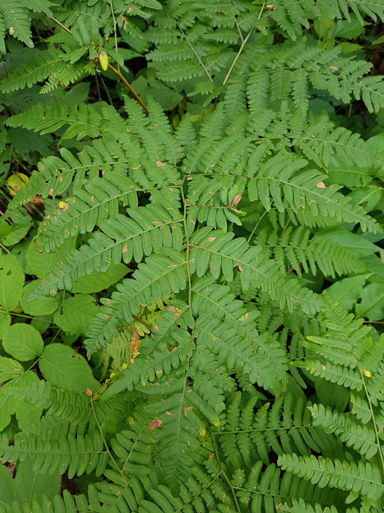 eagle fern from Sudbury District, ON, Canada on July 27, 2020 at 10:45 ...