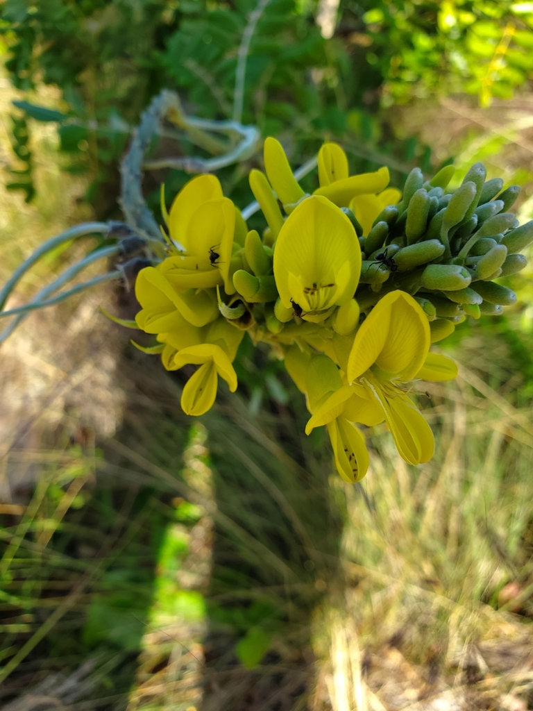 Necklace pod from Perico Preserve, Bradenton, Florida on November 10 ...
