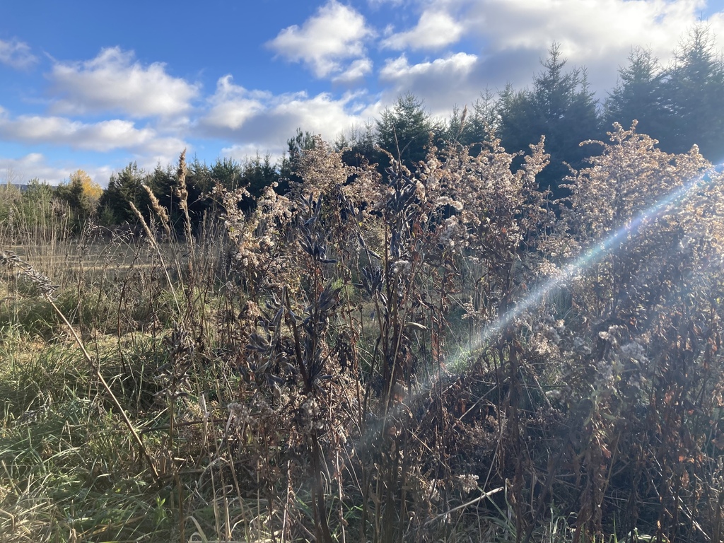 goldenrods from Newfoundland, Pasadena, NL, CA on November 10, 2024 at ...
