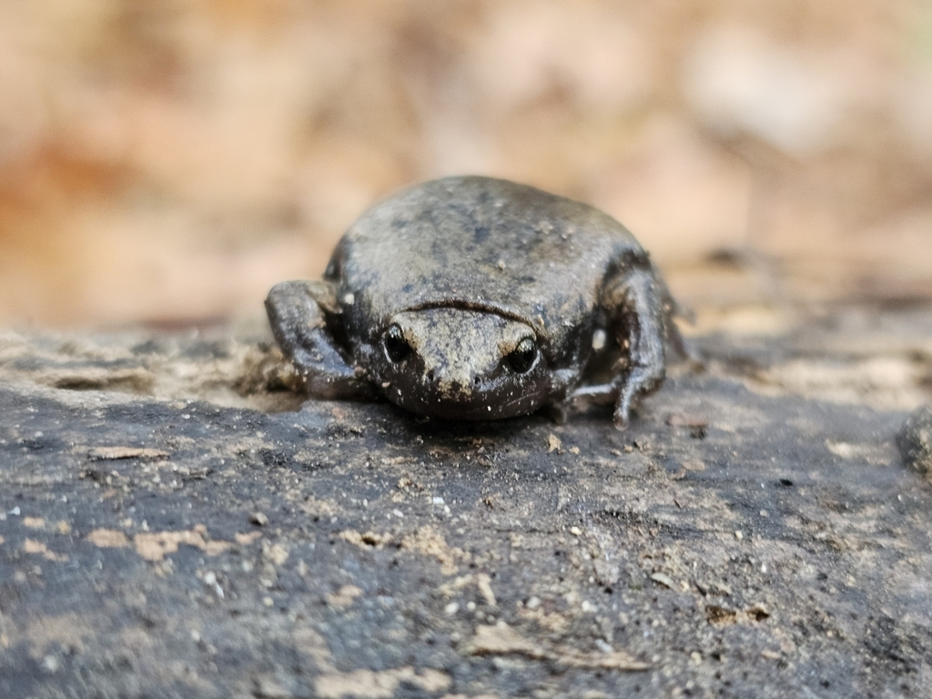 Eastern Narrow-mouthed Toad in November 2024 by ilikebugs7 · iNaturalist
