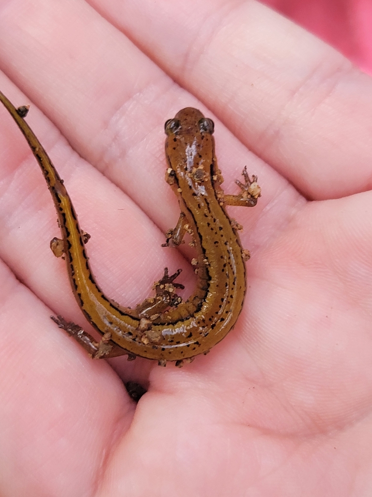 Brownback Salamander from Alexandria, AL, USA on November 8, 2024 at 01 ...