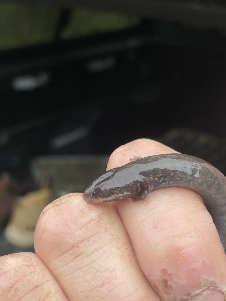 Western Lesser Siren in November 2024 by Dylan Beck · iNaturalist