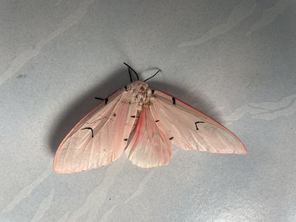 Lymantria brotea from Kaeng Krachan National Park, Kaeng Krachan ...