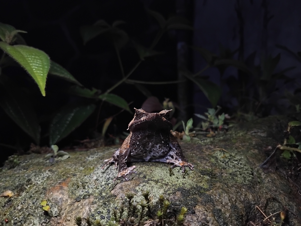 Javan Horned Frog from 7QJ9+WJX, Cijeruk, Bogor Regency, West Java ...