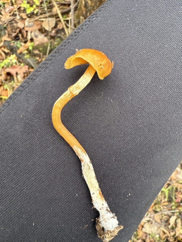 Funeral Bell from Deer Grove West Woodland and Wetland, Barrington, IL ...