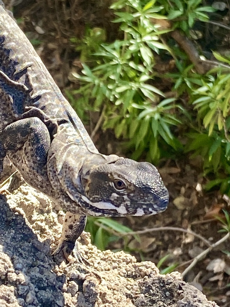San Esteban Island × Sonoran Spiny-tailed Iguana from Arizona-Sonora ...