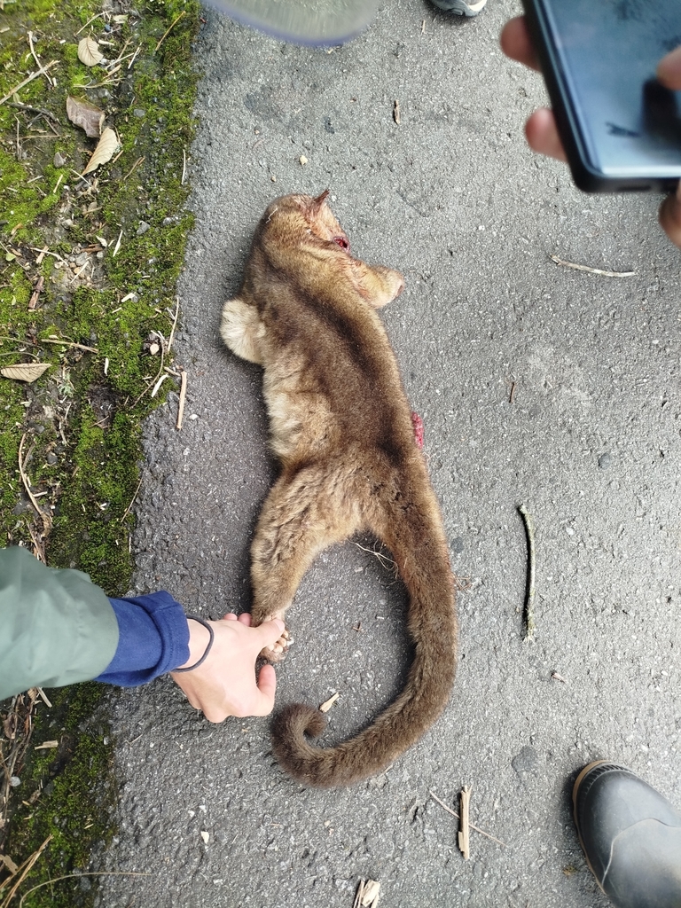 Mico de noche desde Pajarito, Boyacá, Colombia el 11 de octubre de 2024 ...