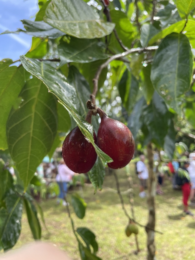 Upas tree from Nendö, SB on November 11, 2024 at 09:39 AM by Andrew ...