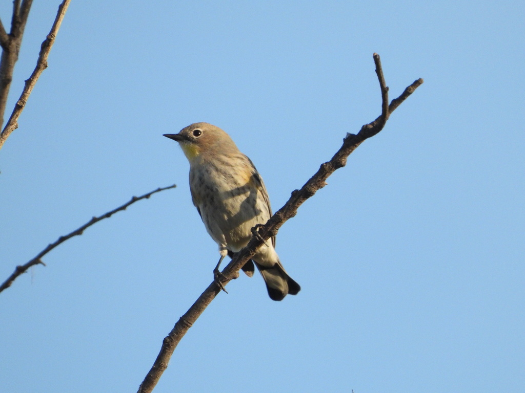 Yellow-rumped Warbler from W Contour Rd, Moreno Valley, CA, US on ...