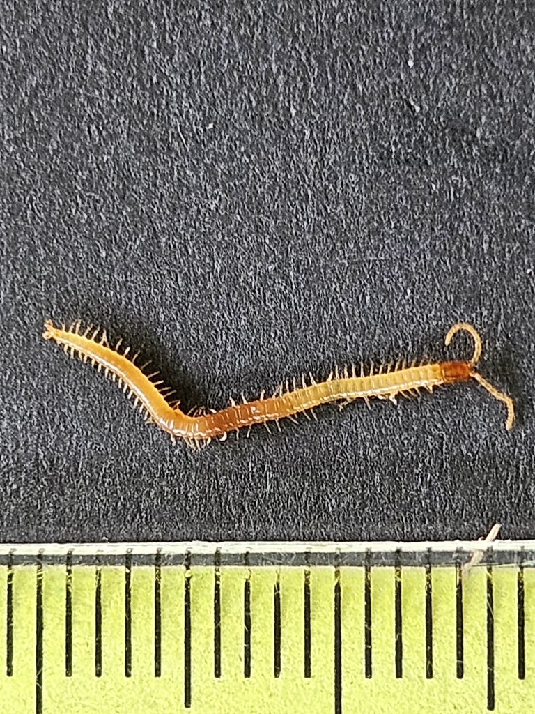 Boreal Yellow-headed Soil Centipede from Takaka Hill, New Zealand on ...
