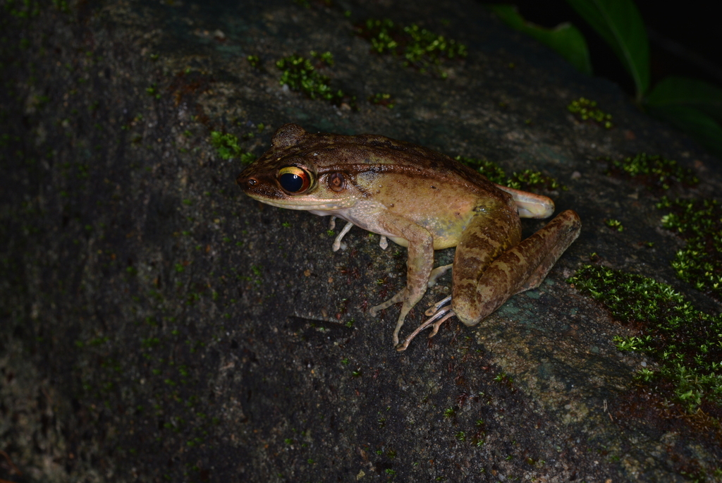 Western Torrent Frog in July 2024 by 黃閎義 · iNaturalist