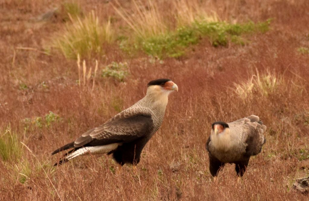 Crested Caracara from Padre las Casas on April 29, 2019 by Pía Córdova ...
